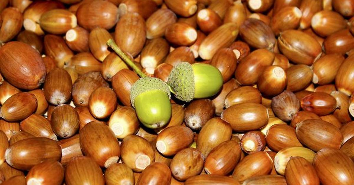 Kast ikke agern for svin - Din Avis