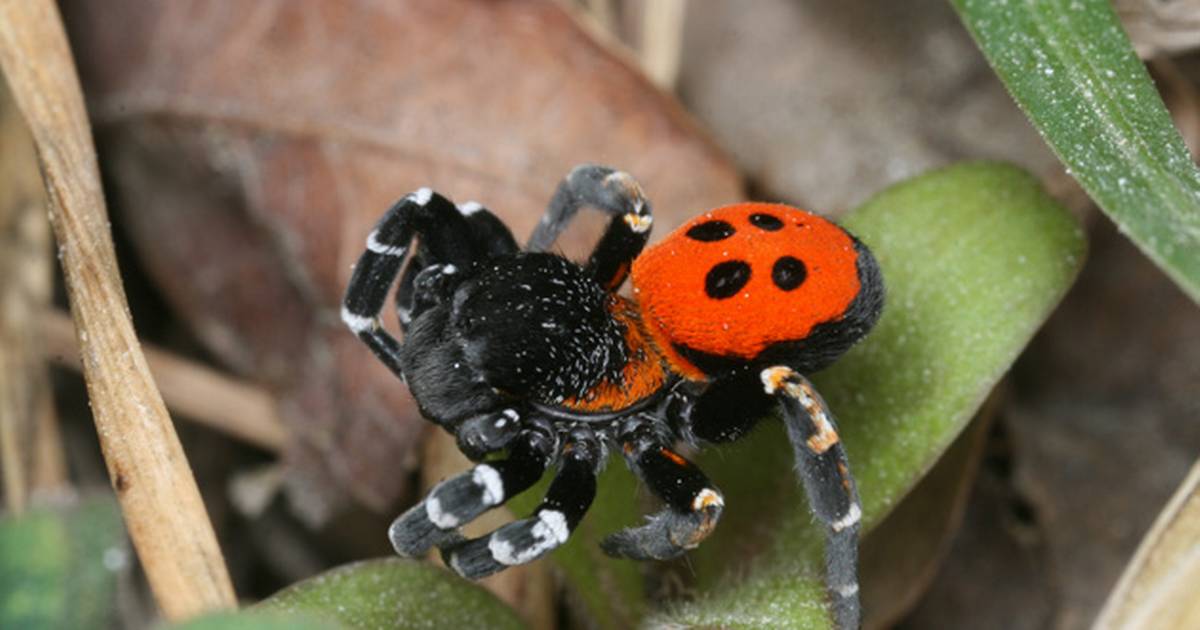 Drop paranoiaen og tag med på edderkoppetur - Din Avis