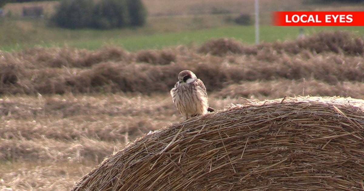 Sjælden falk spottet på dansk mark - Din Avis