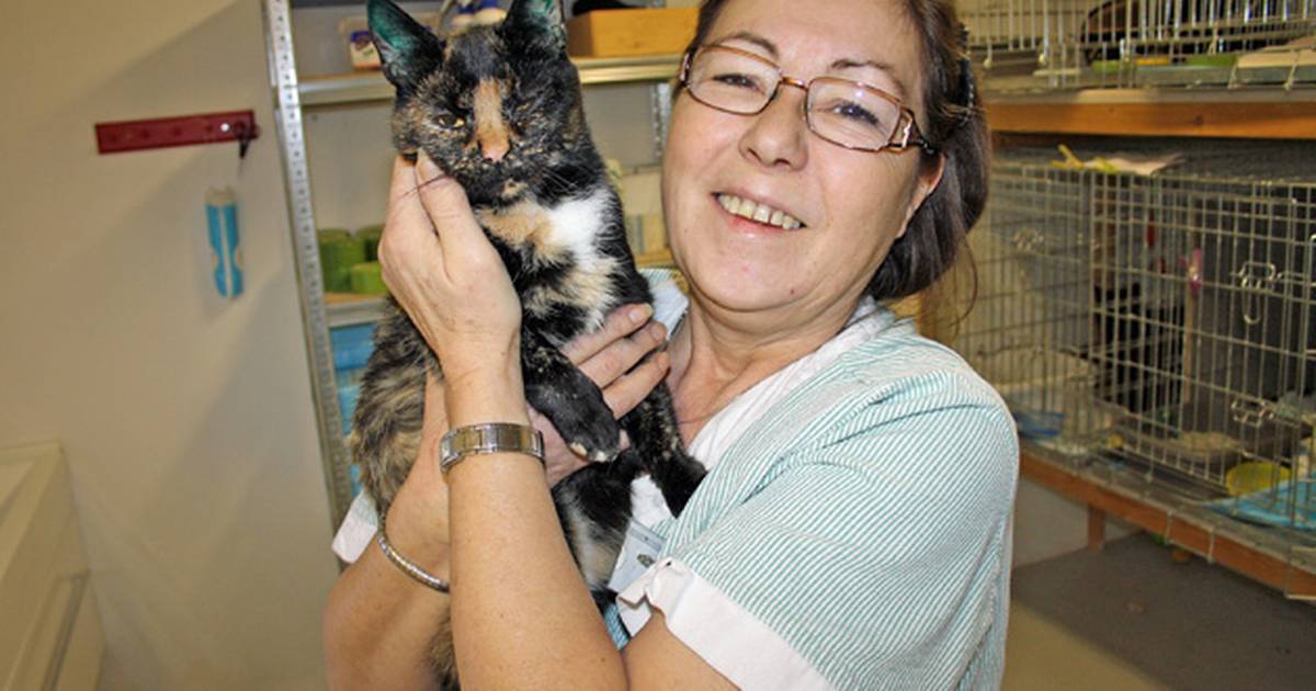 Kattehjem vil gå sine egne vegne - Din Avis