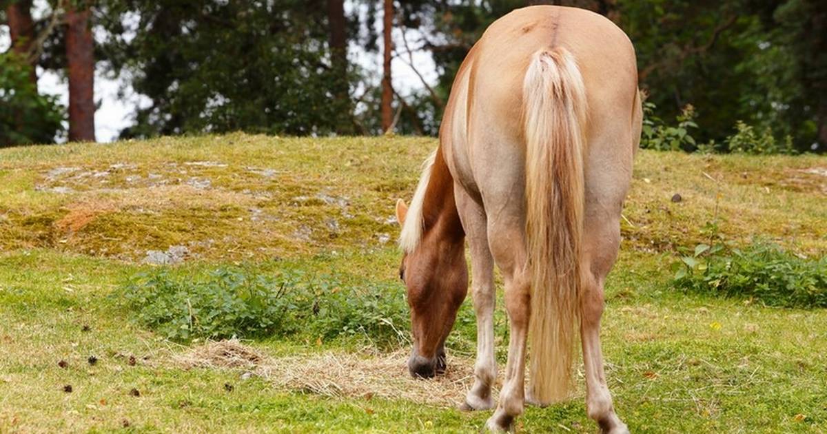 Død hest mangler kønsdele og endetarm - Din Avis