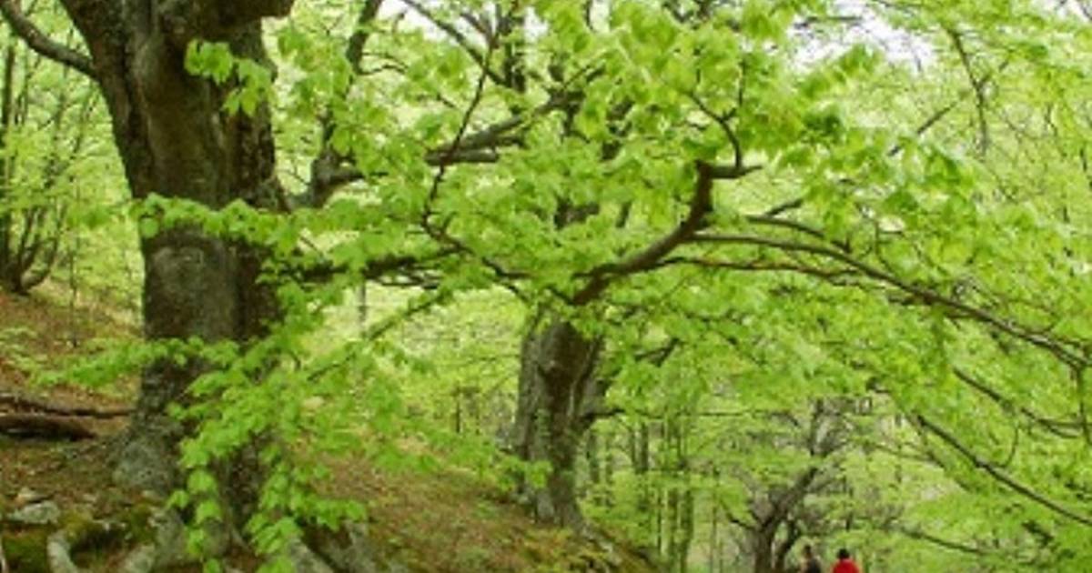 Vælgerne savner udmeldinger om natur, klima og miljø - Din Avis