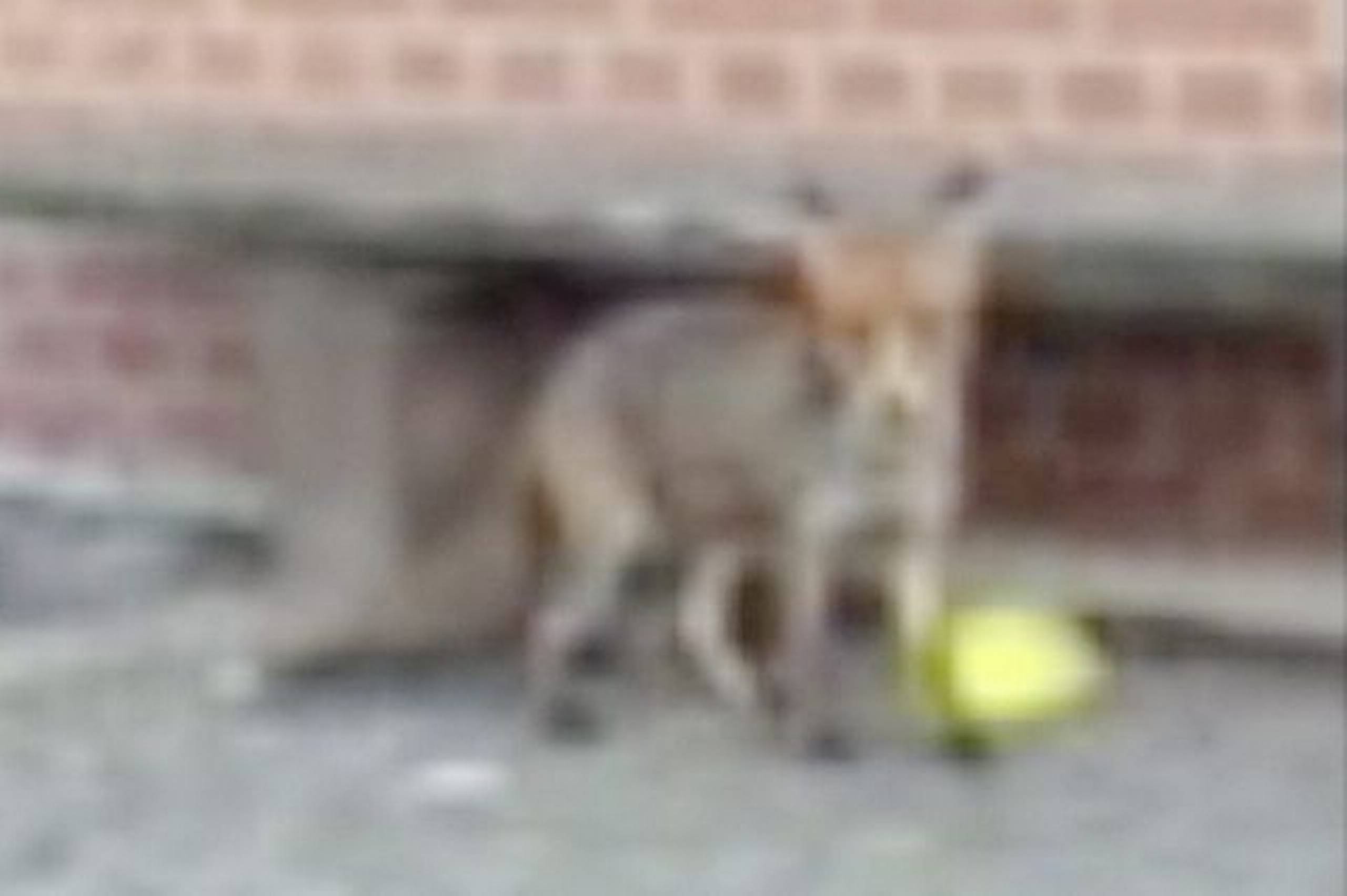 Mikkel Ræv spiser kirkekattens foder - Din Avis