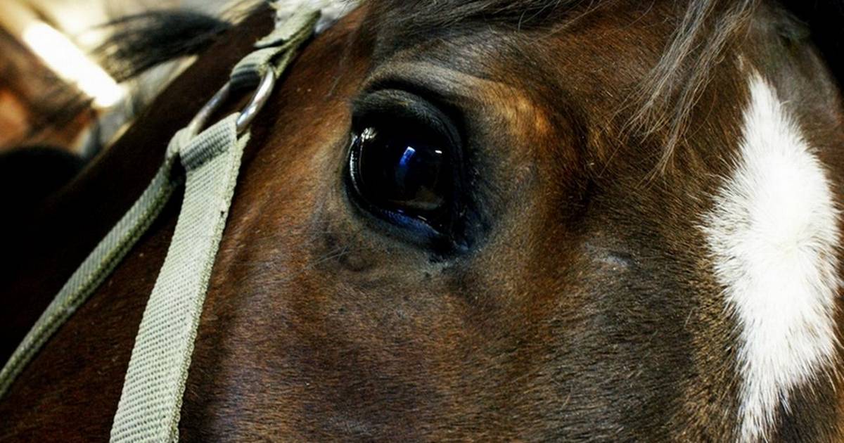Død hest mangler kønsdele og endetarm - Din Avis
