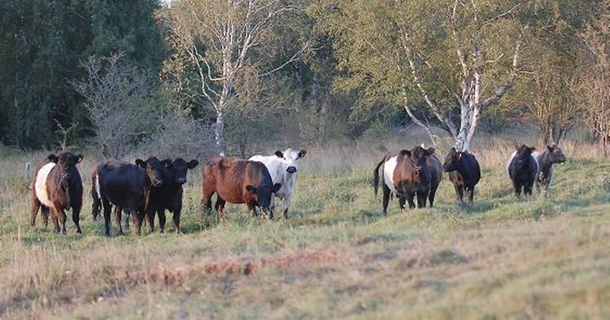 Få din egen ko på Brabrandstien - Din Avis