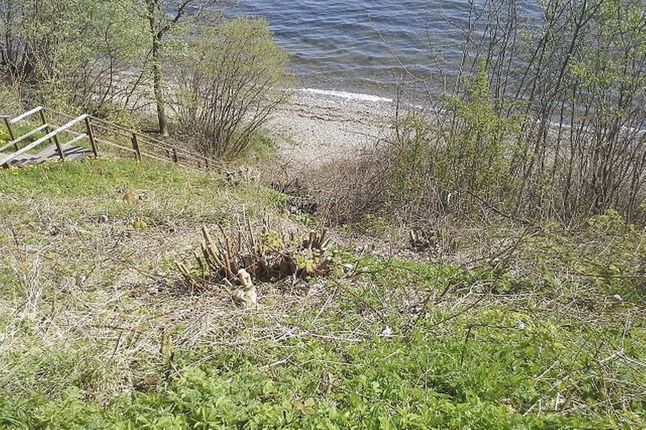 Træer ved Hvidbjerg Strand fjernet ulovligt - Din Avis