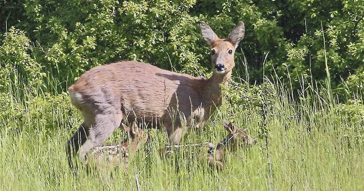 De vilde dyr har unger, så hold din hund i snor