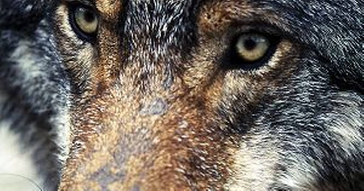 Nu skal Danmarks skoleelever lære om vilde ulve - Din Avis