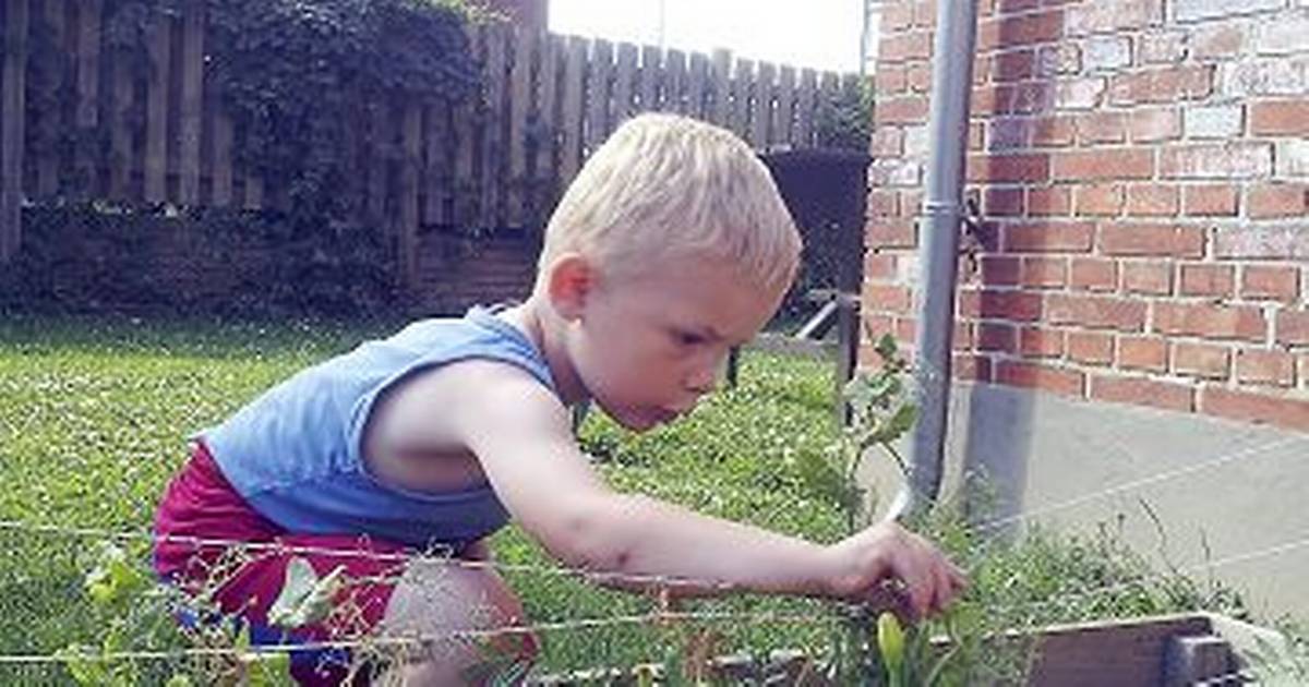 Pluk gratis frugt og grønt 600 steder i Aarhus - Din Avis