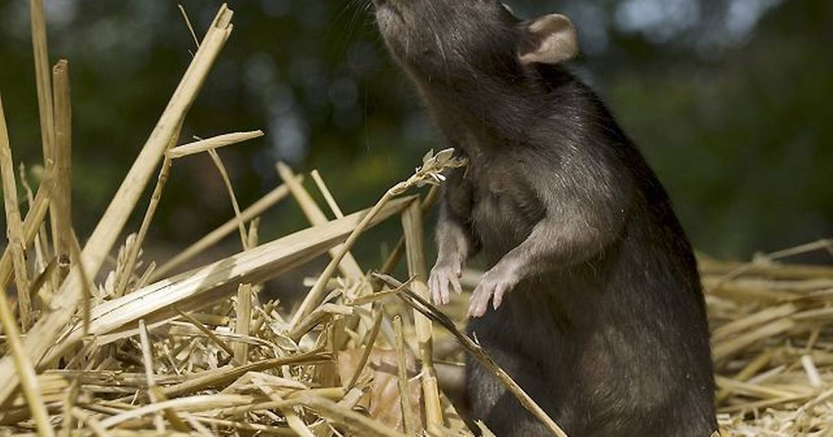 Så mange danske rovdyr har gift i kroppen - Din Avis