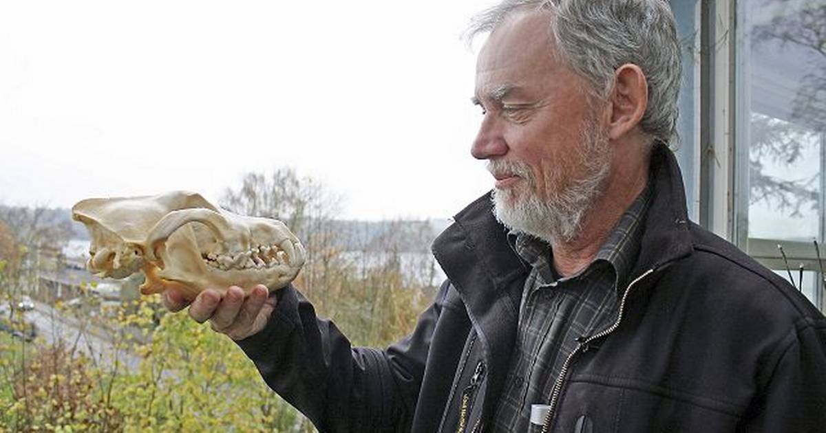 Mød ulvemanden i Aarhus - Din Avis