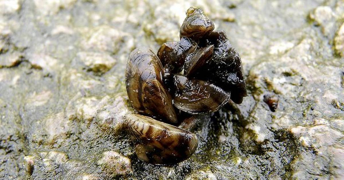 Muslinger er gratis vandrensning! - Din Avis