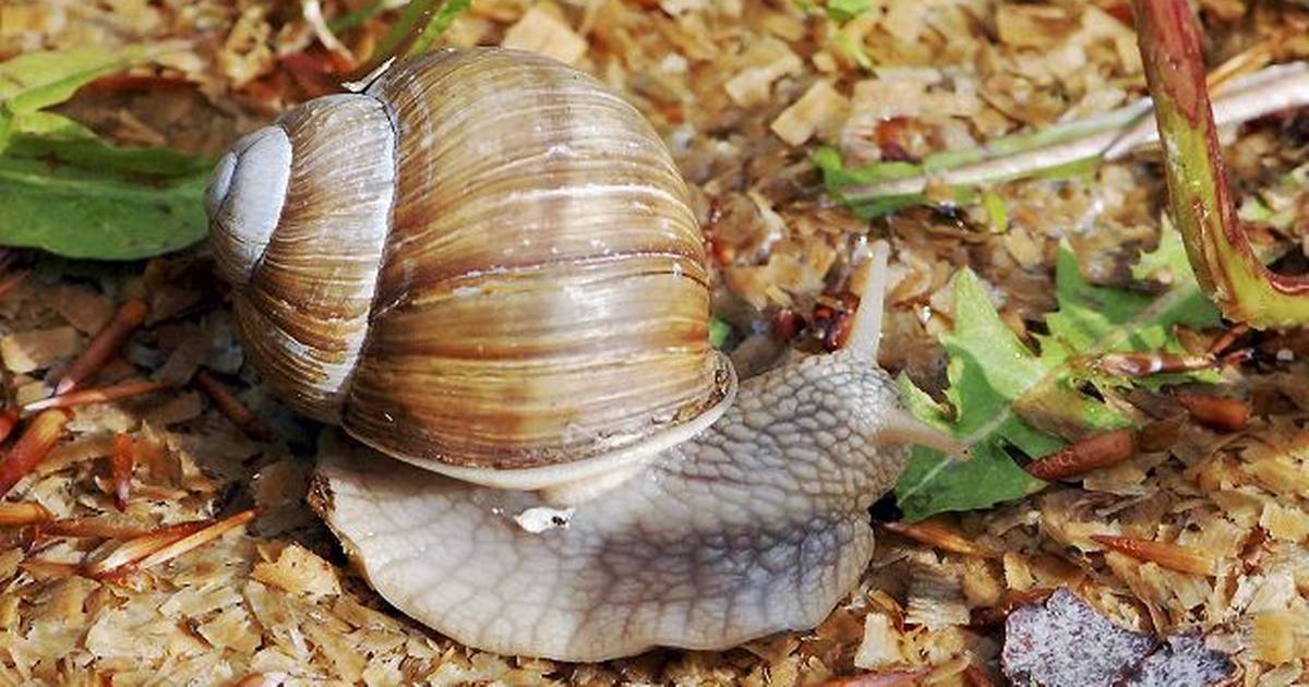 En snegl på vejen… - Din Avis