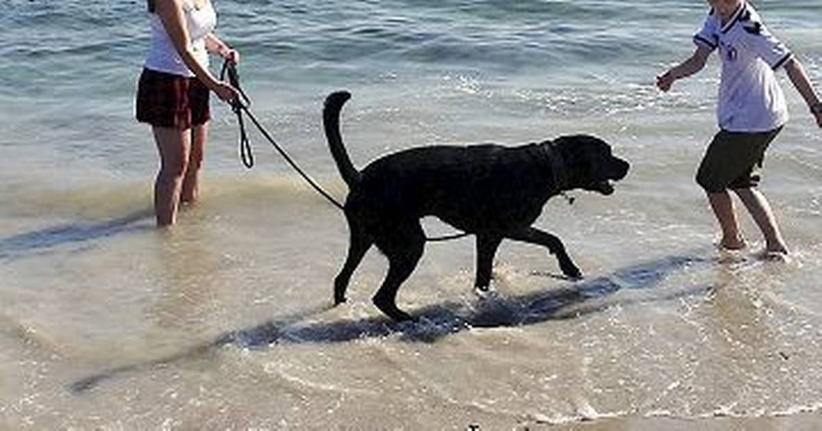 Er dit kæledyr Danmarks dyrehelt? - Din Avis