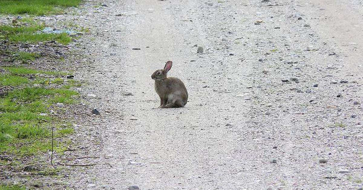 Grumt efterår for de vilde kaniner på Endelave - Din Avis