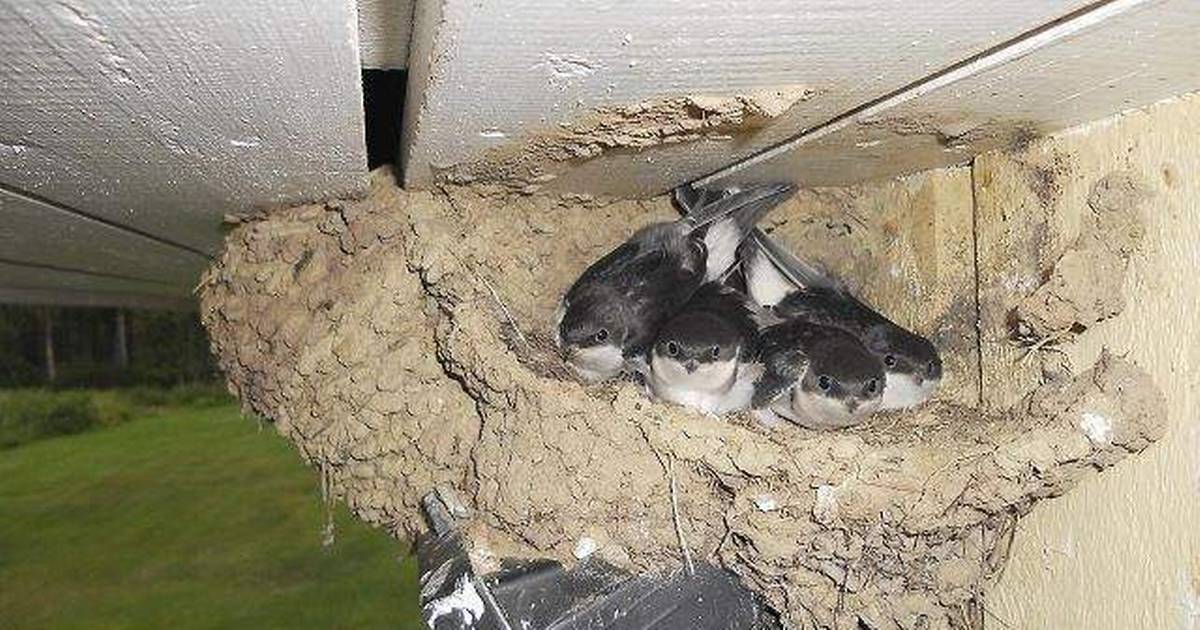 Uheldigt, men ikke umuligt for svalerne, lyder det fra biolog - Din Avis
