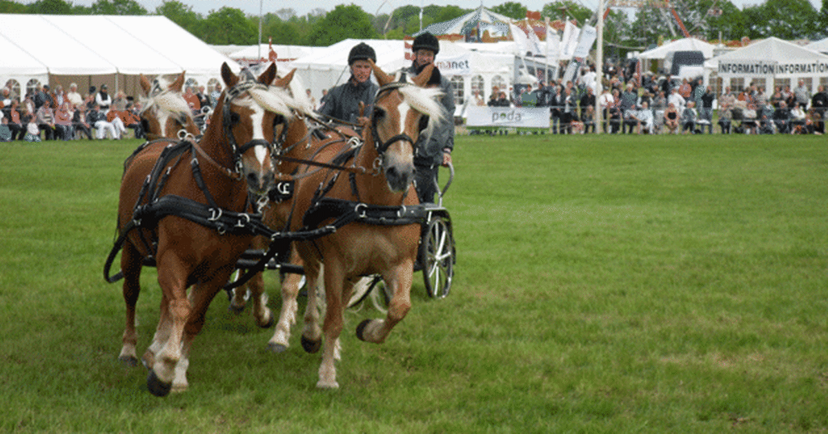 Jyder, Belgiere og Superhelte i ringen - Din Avis