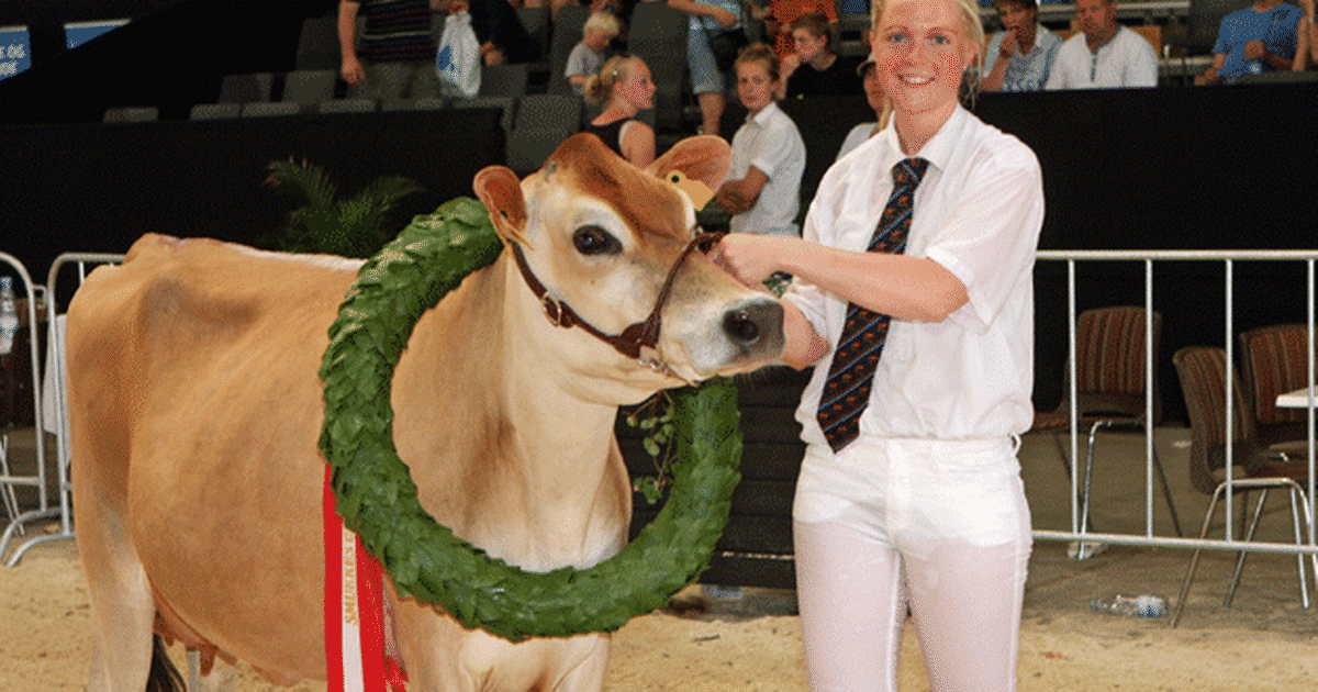 En ko skal skam også styles - Din Avis