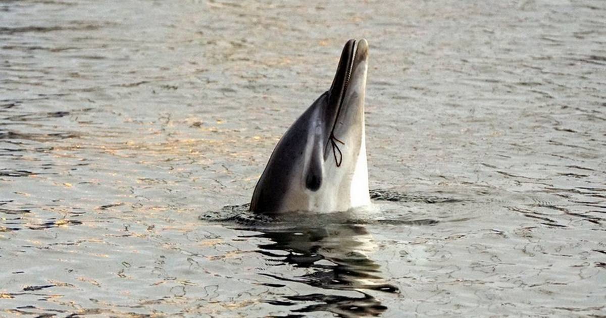 Delfin angreb og kastede med marsvin i Lillebælt - Din Avis