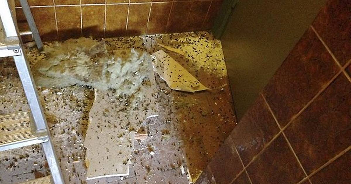 Et musehoved i spinaten og giftig maling på spisepinde - Din Avis