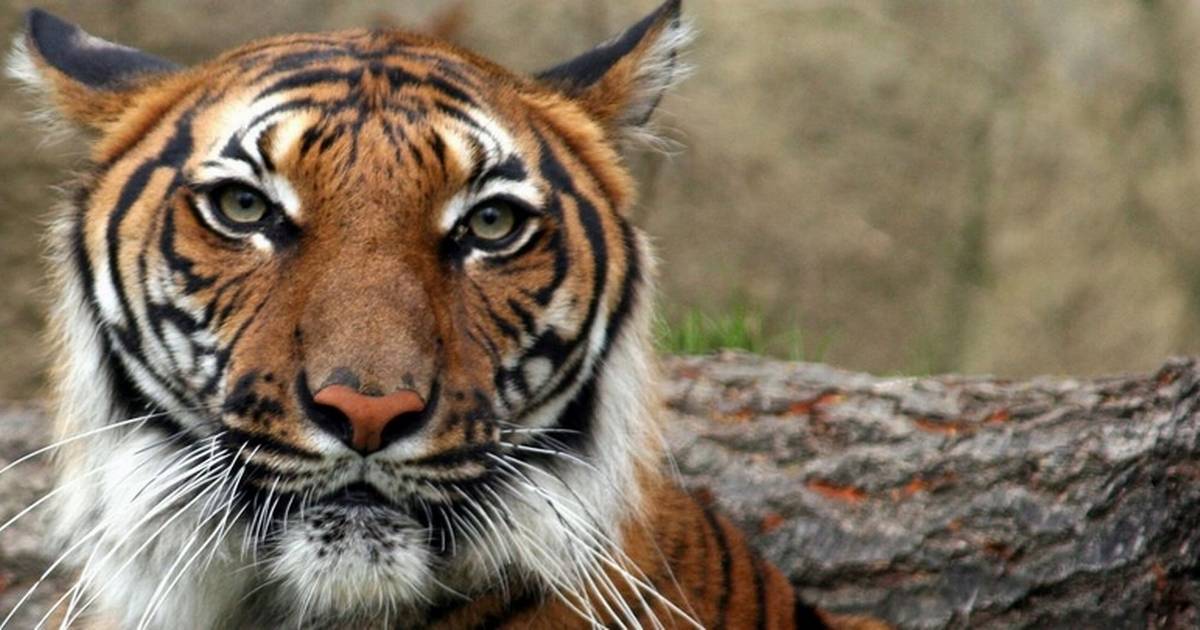 Antallet af vilde tigre stiger - for første gang i årtier - Din Avis