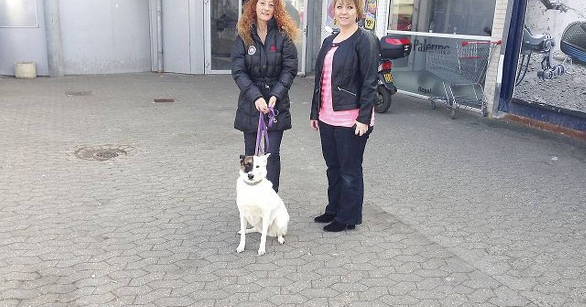 "Psykopat mishandler bundne, forsvarsløse hunde" - Din Avis