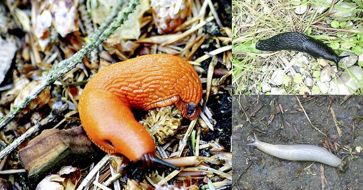 Skovsnegle i mange farver - Din Avis