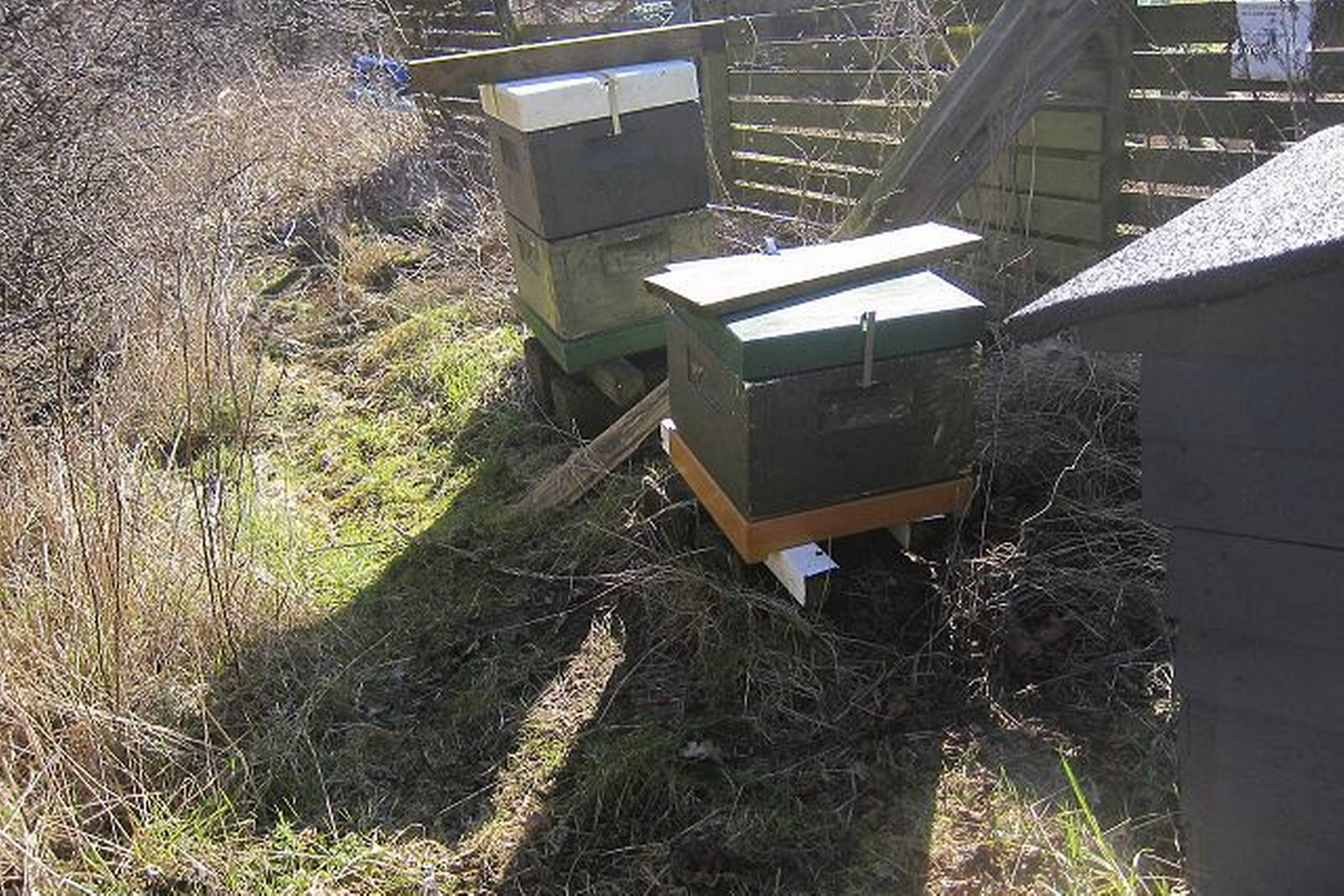 Hærværk kan resultere i døde bier og smertefulde stik - Din Avis