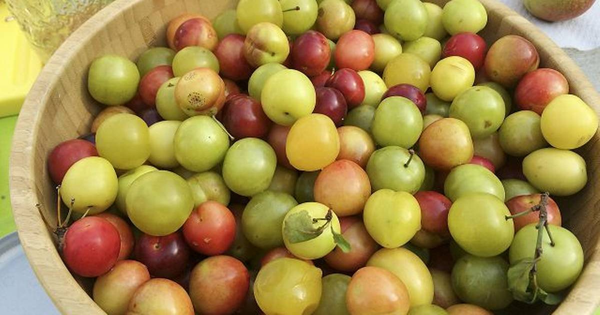 Kom på mirabelle-rov og i køkkenet med madskolen - Din Avis