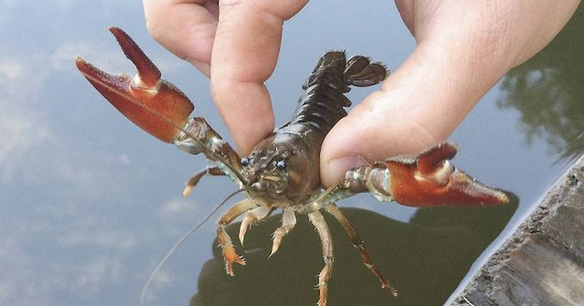 Krebsegilde på Gammel Estrup - Din Avis