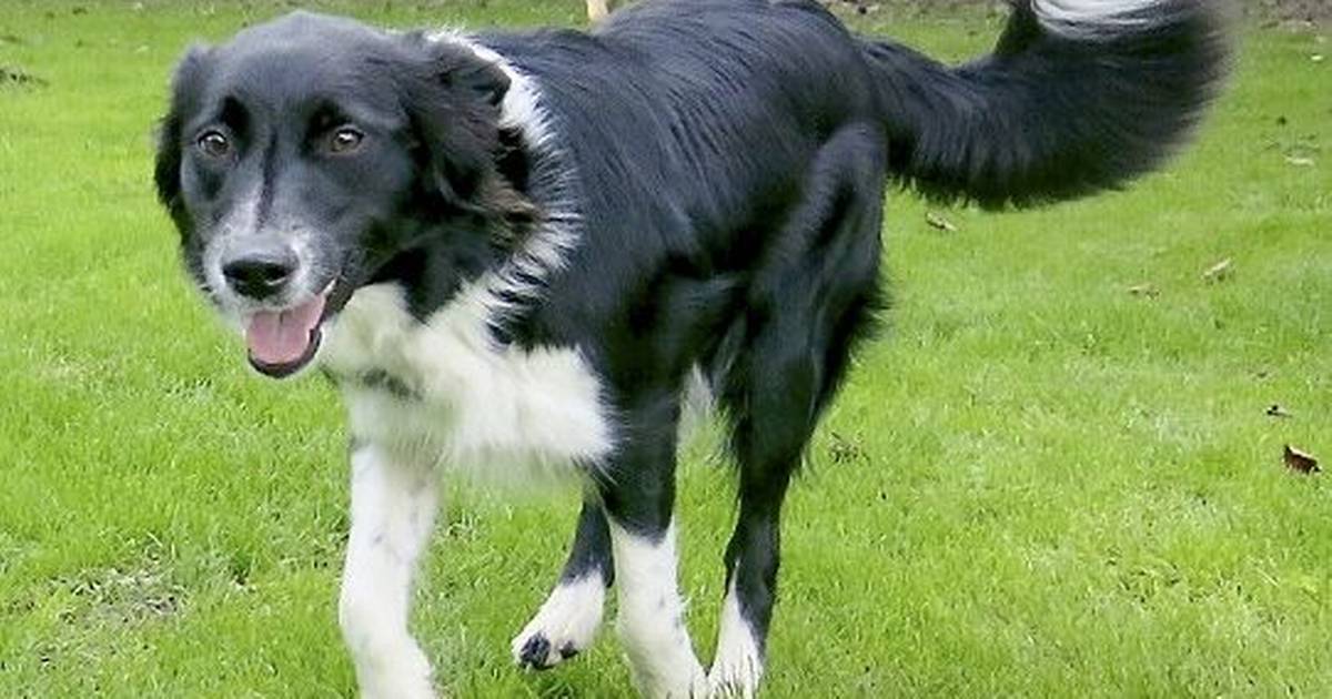 Hunde-enker søger nyt hjem - Din Avis