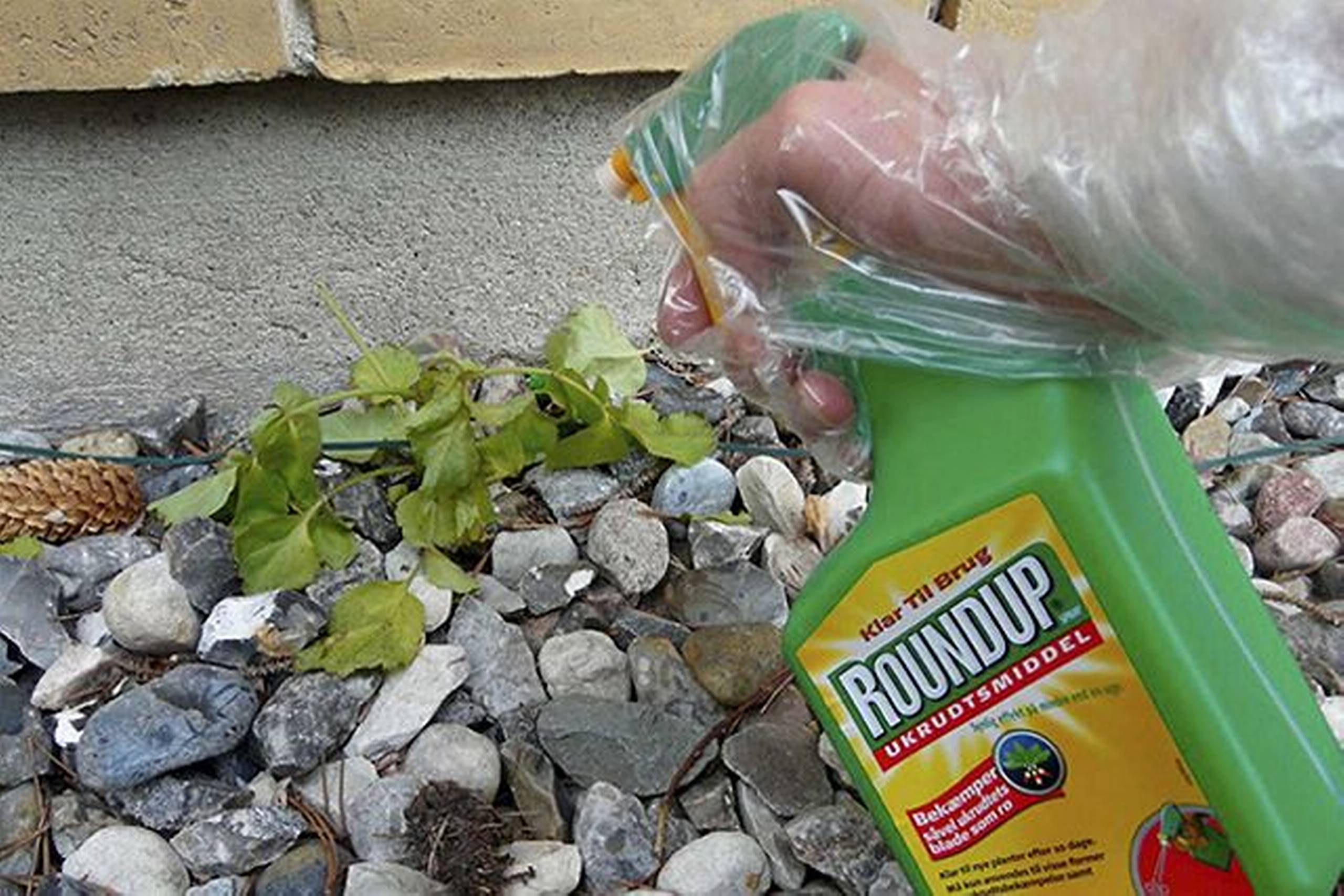 Roundup er lovligt indtil 2022 - Din Avis