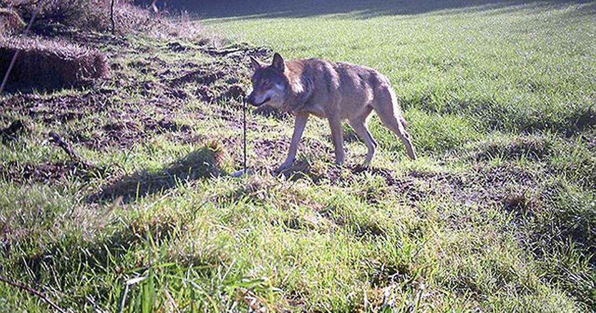Ikke usandsynligt med ulve ved Aarhus - Din Avis