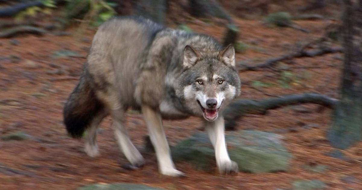 ULVEN KOMMER... men er den velkommen? - Din Avis