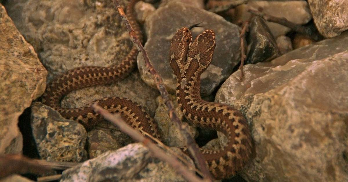 Find hugorme og snoge i Mols Bjerge - Din Avis