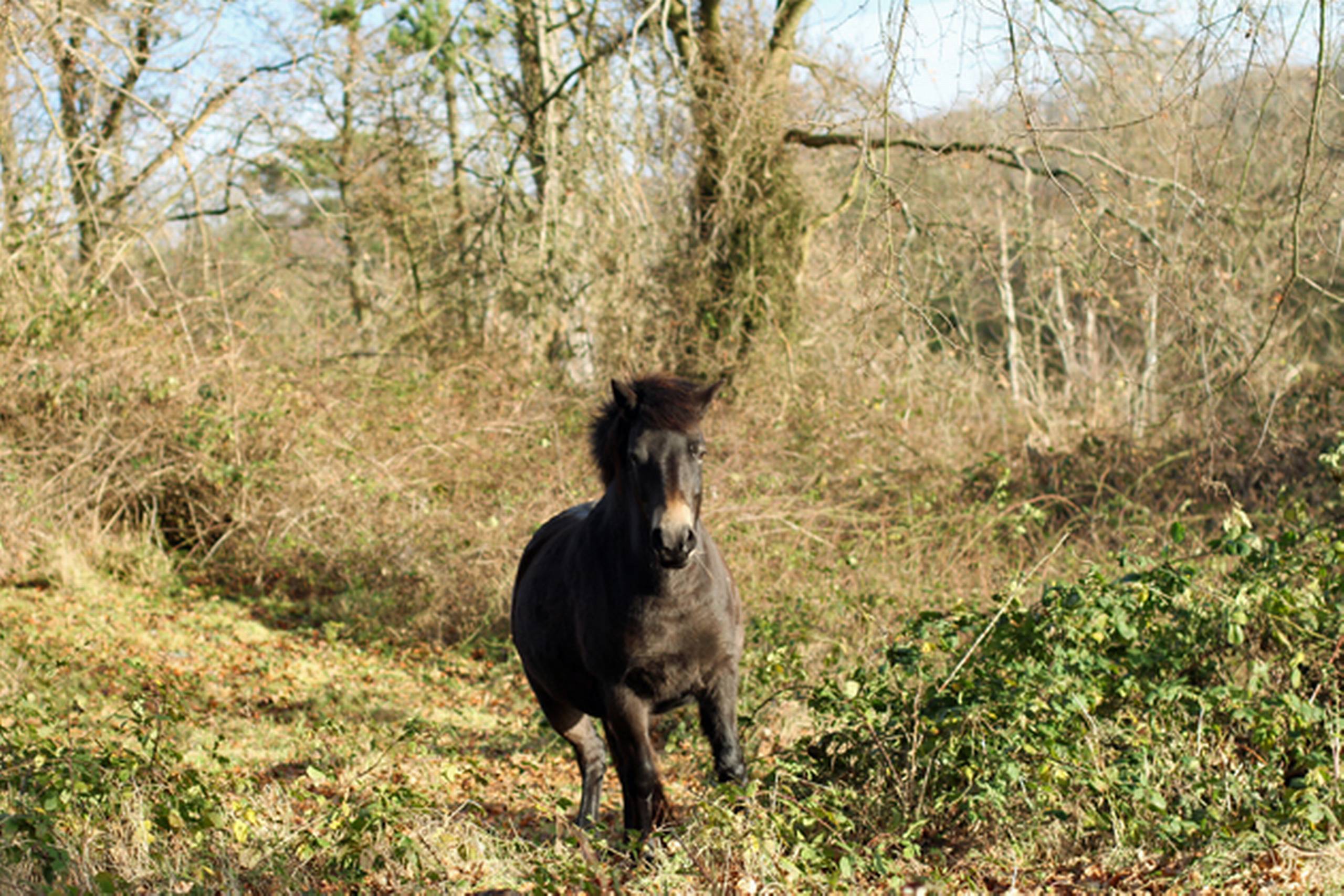 Morten DD viser de vilde heste i Mols Bjerge frem - Din Avis