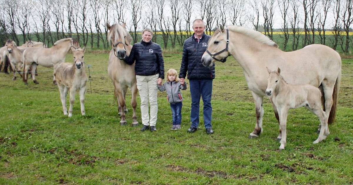 Dyrskuet er en passion for hele familien - Din Avis