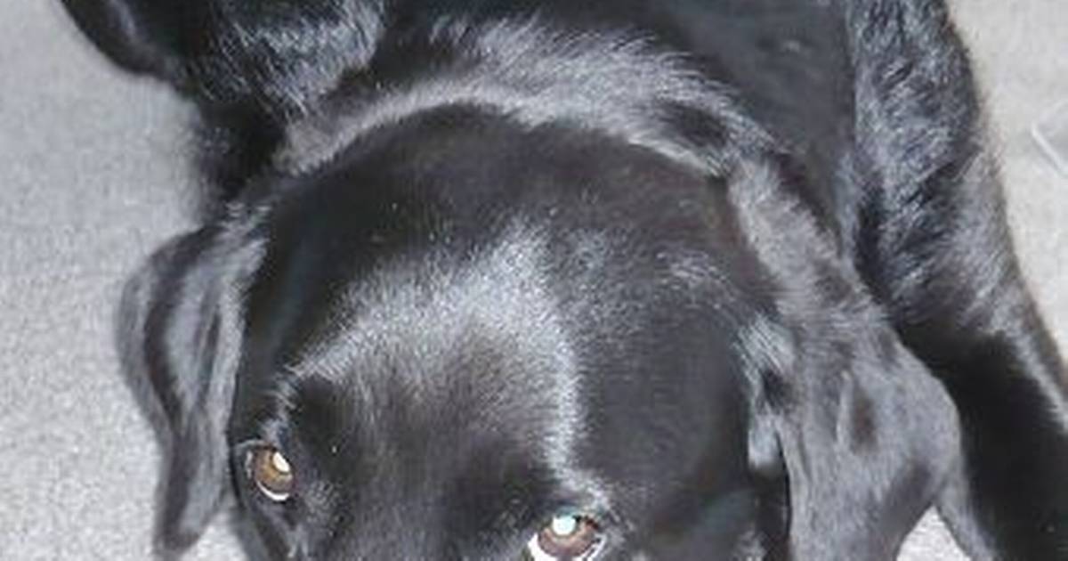 Har fundet sin sidste tabte ting - Din Avis