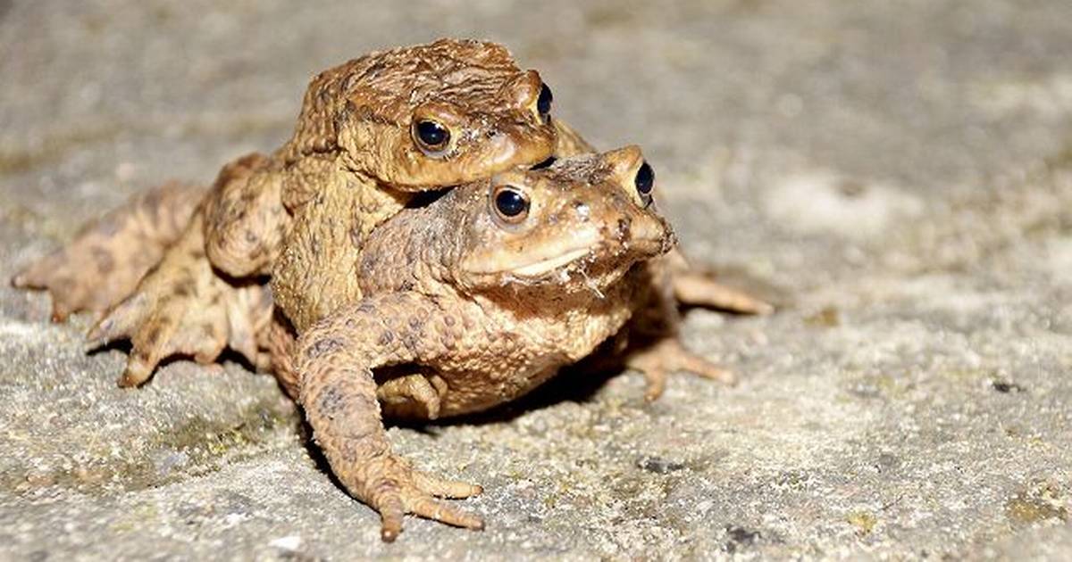 Tudsemor slæber rundt på tudsefar - Din Avis