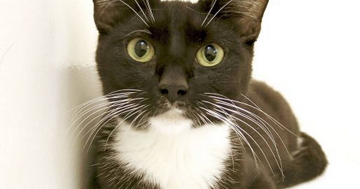 Fødte sine killinger i en hæk langt ude på landet - Din Avis