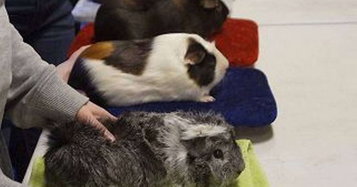 DM i Marsvin - Din Avis