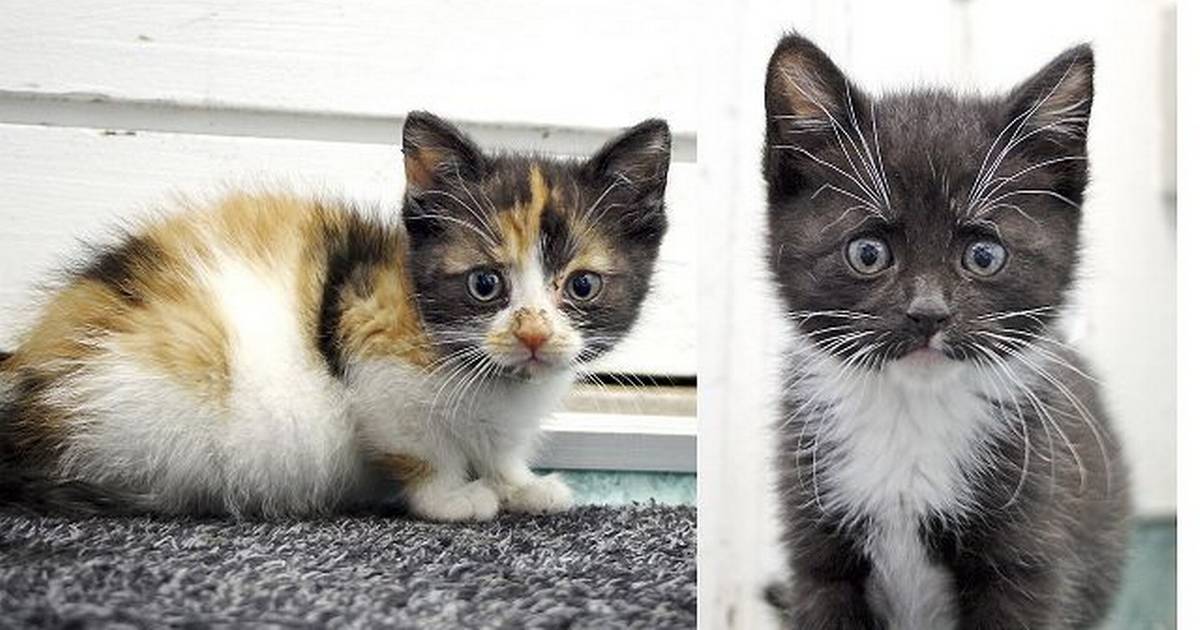 Killinger efterladt ved Dansk Dyreværn - Din Avis